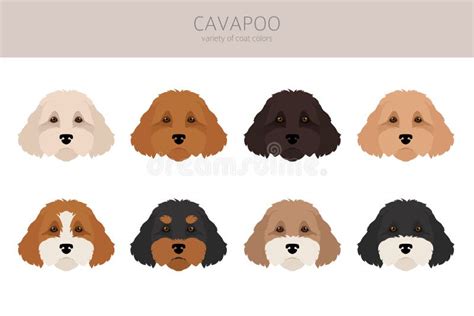 Cavapoo Stock Illustrations 61 Cavapoo Stock Illustrations Vectors