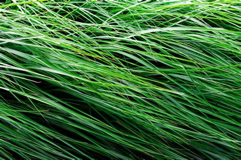 30000 Long Grass Pictures Download Free Images On Unsplash