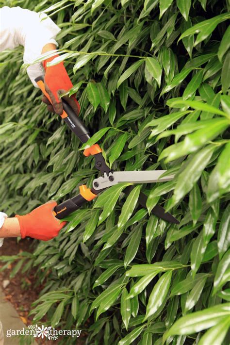 How To Trim Hedges Guide To Pruning Garden Therapy
