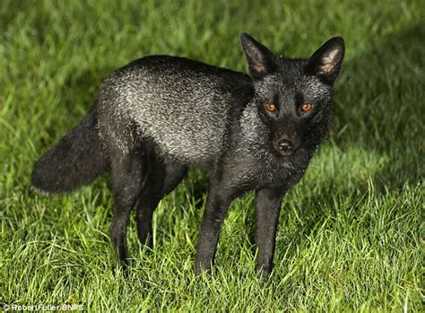 Black Fox Information