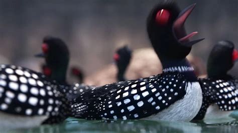 Common Loon Weloveanimals Wiki Fandom