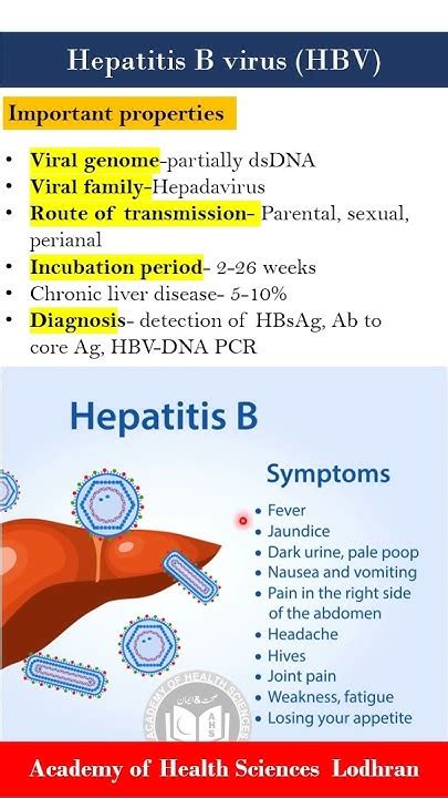 Hepatitis B Virus Hbv Virology By Imran Yaseen Youtube