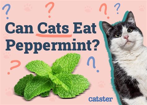 Do Cats Protect Their Owners Vet Verified Facts And Signs Catster