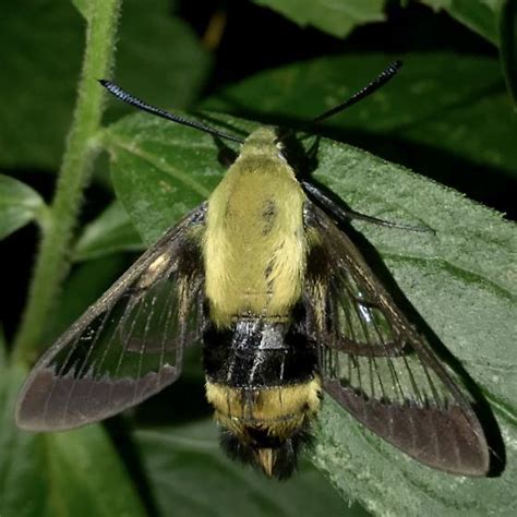 Hemaris Diffinis Bugguidenet