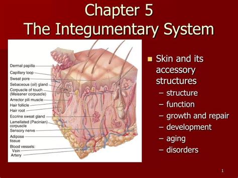 Ppt Chapter 5 The Integumentary System Powerpoint Presentation Free Download Id436468