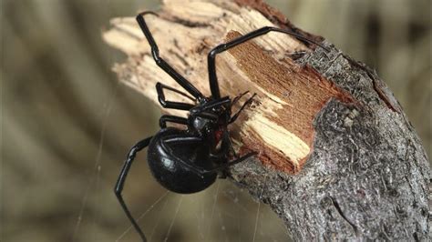 The Real Black Widow 10 Disturbing Facts About This Venomous Spider