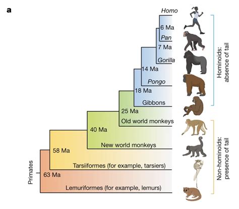 How Apes Including Humans Lost Their Tails Why Evolution Is True