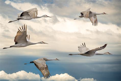 Maximizing Uptime With Mongodb Atlas Live Migrations By Shraddha