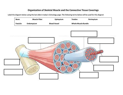 Sarcomere Structure Diagram Quizlet