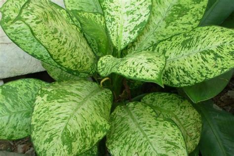 Bangkok Post Toxic Plants And Rumours Taking Root