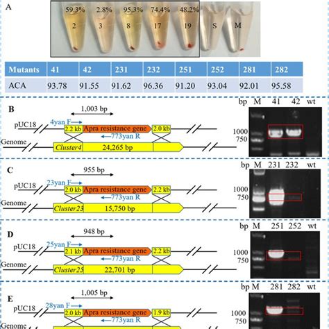 Anti Complement Activity And The Knockout Mutant Construction Of Download Scientific Diagram