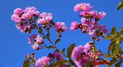 Types Of Crepe Myrtle And Varieties You Should Know About