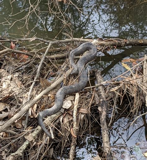 Water Moccasin Geographic Range