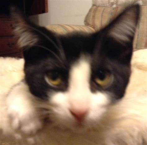 Sassy Pants The Ultimate Grumpy Cat