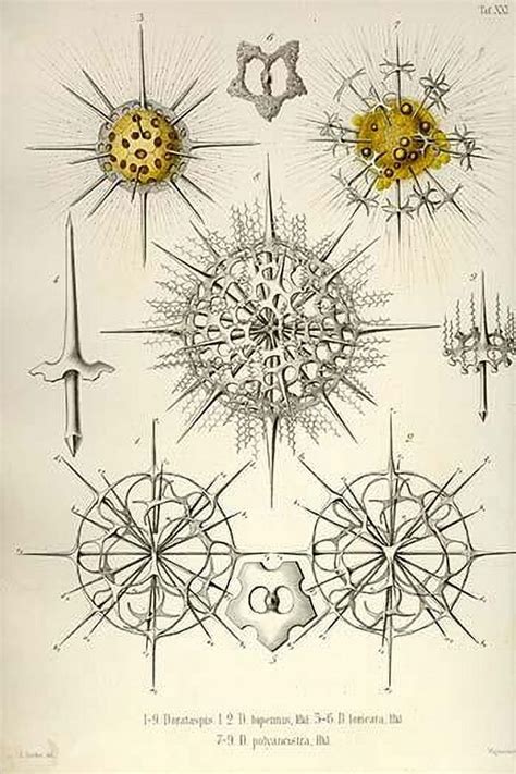 Amoeboid Holoplanktonic Protozoans Called Radiolaria With Mineral