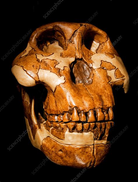 Black Skull Paranthropus