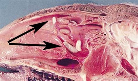 Oestrus Ovis Control Signos Clínicos Y Tratamiento