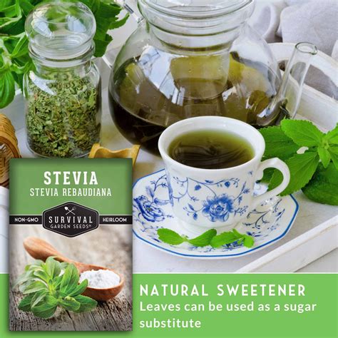 Stevia Seeds Sweetleaf Survivalgardenseeds