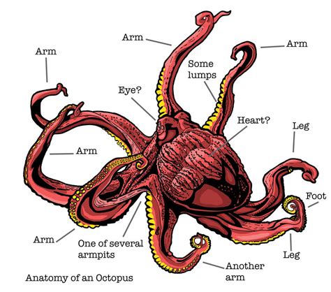A Simple But Verrry Accurate Anatomy Of An Octopus By Colorblindtees On