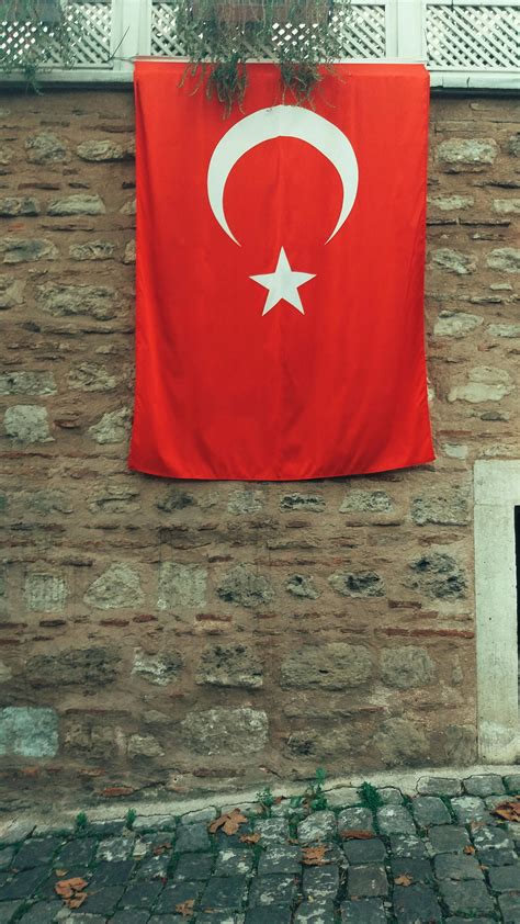 Lizerd On A White Background Photos Download The Best Free Lizerd On A White Background Stock