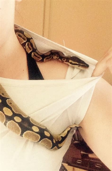 Hows About A Shoulder Ball Python Imgur Hows About A Shoulder Ball Python Imgur