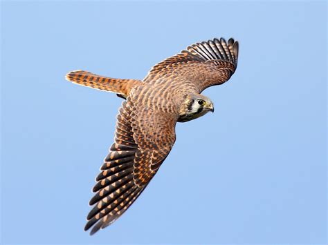 American Kestrel Nestwatch