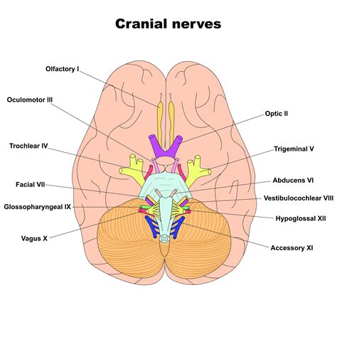 Cranial Nerves In Order And Function