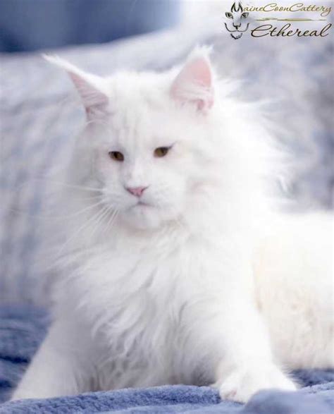 好看的凯米尔色缅因猫长啥样？ 知乎