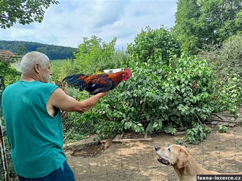 Kohout Maransky Inzerce Prodej