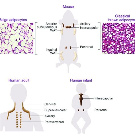 External And Internal Factors That Regulate Beige Adipocyte Development
