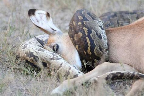 African Rock Python Swallows An Impala Wilderness
