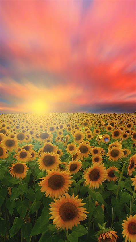 Sunflower Field Sunset Sunflower Season In St Louis