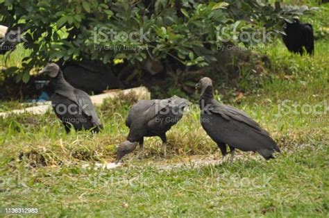 Black Vulture Eating Carrion Black Bird With A Sense Of Smell And A