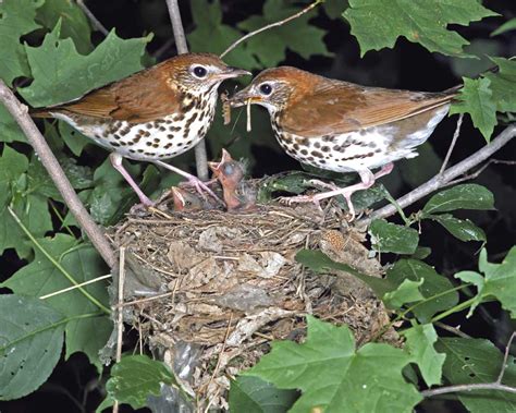 Wood Thrush Facts Habitat Diet Migration Song Video Pictures