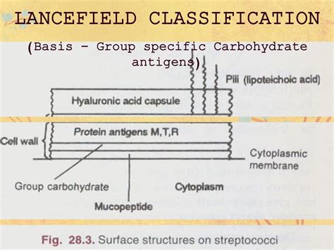 Streptococcus By Mbbspptcom Ppt Download