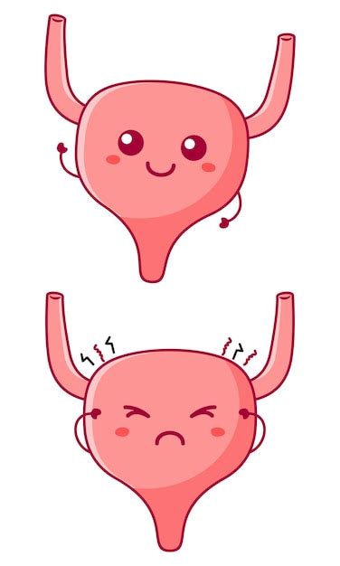 Premium Vector Cute Sad And Smiling Happy Bladder Organ Human Modern