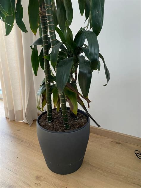 I Dont Know Whats Wrong With Them Suddenly Rplantclinic