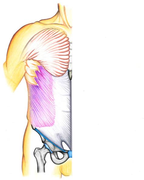 90 Muscolo Obliquo Esterno Illustrazioni Foto Stock Immagini E Fotografie Royalty Free Istock