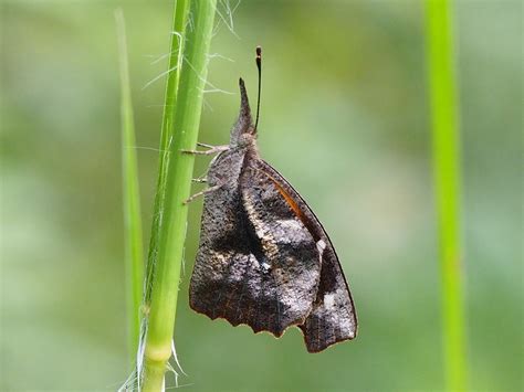 American Snout Alabama Butterfly Atlas