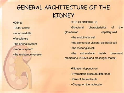 Pathogenesis Of Glomerulonephritis Ppt