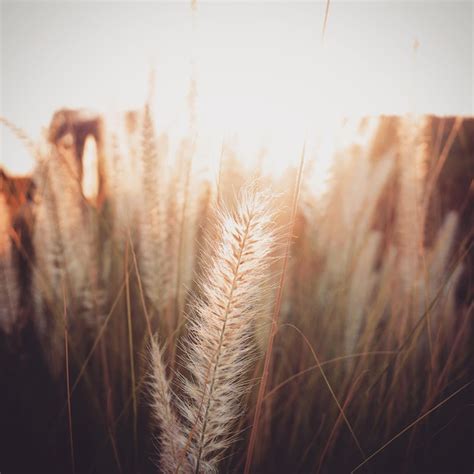 Premium Photo Ornamental Grass