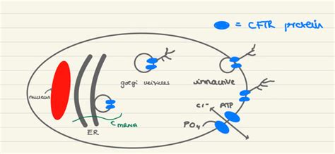 2 Processing And Activation Of A Normal Cftr Gene Flashcards Quizlet