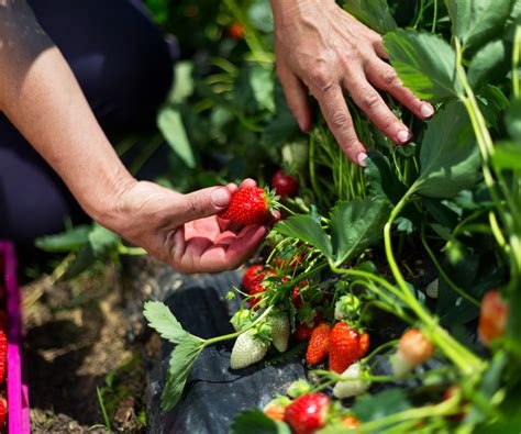 How To Pick Strawberries Expert Tips To Harvest Safely Homes And Gardens