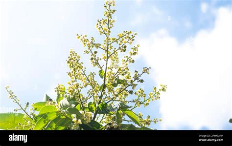 Longan Flower Or Dimocarpus Longan Flower Or Flower Kelengkeng Or