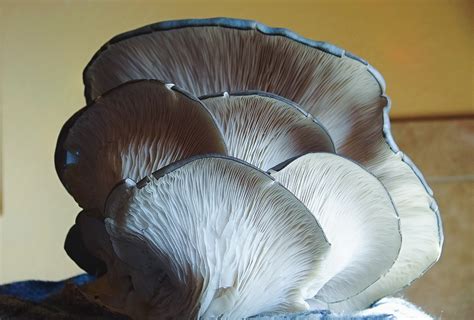 Fresh Blue Oyster Mushrooms Buy Online Foraged
