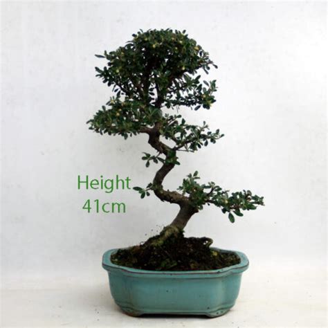Cotoneaster Bonsai Tree Archives All Things Bonsai