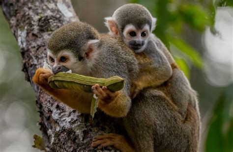 Face To Face With Wildlife In Amazing Ecuadorian Amazon