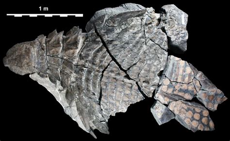 All About Borealopelta