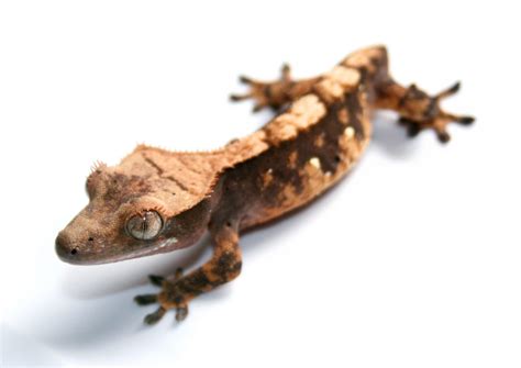 Why Do Crested Geckos Lose Their Tails
