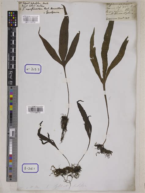 Leptochilus Pteropus Subsp Pteropus Plants Of The World Online Kew